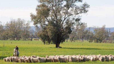 A Complete Guide To Effective Sheep Drenching | Specialist Sales