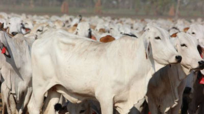 How to control Buffalo Fly and avoid resistance | Specialist Sales