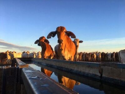 How to effectively treat cattle ticks | Specialist Sales