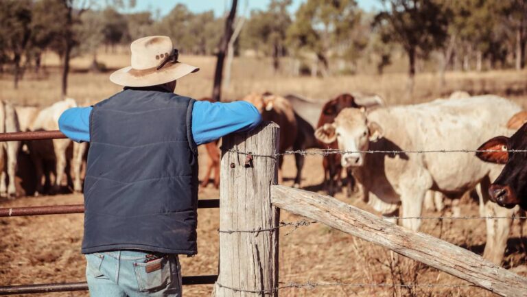 Drench & pour-on applicator guns: Essential tools for livestock health
