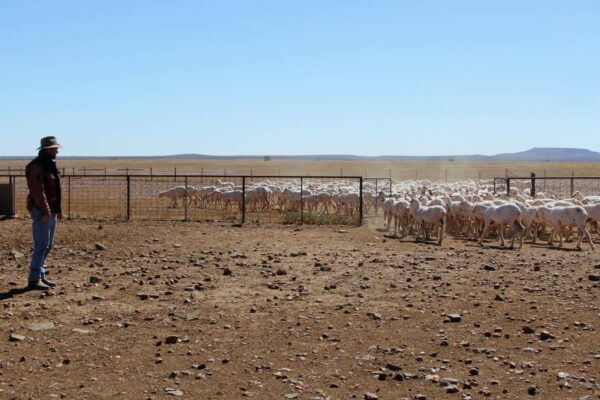 A Complete Guide To Effective Sheep Drenching | Specialist Sales