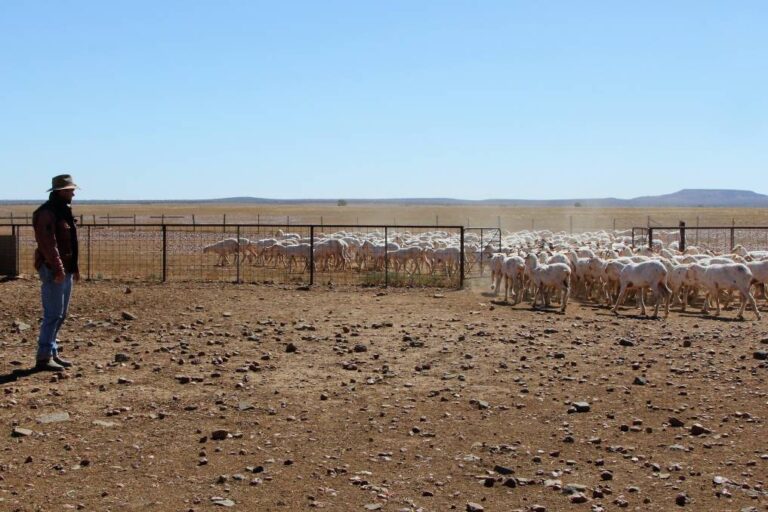 A Complete Guide To Effective Sheep Drenching | Specialist Sales