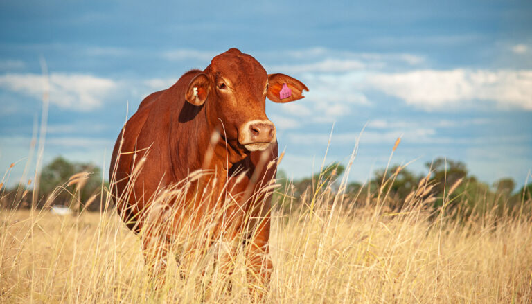 Effective Control against Cattle Tick Resistance | Specialist Sales