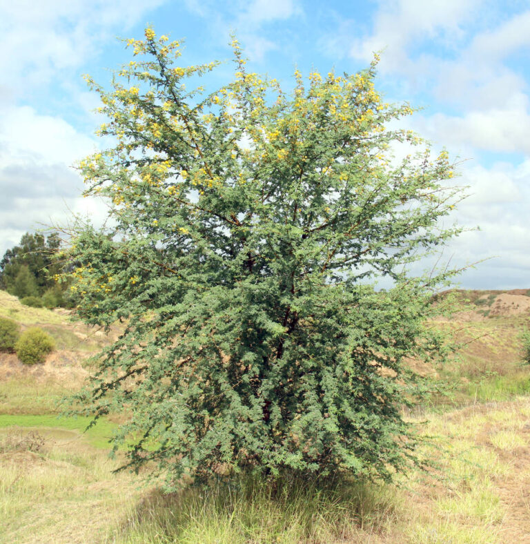 How to control Woody Weeds | Specialist Sales