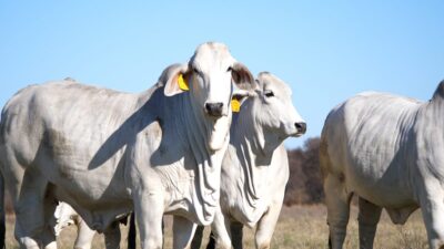 How to control Buffalo Fly and avoid resistance | Specialist Sales