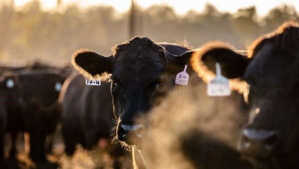 How to treat and control liver fluke in cattle | Specialist Sales