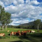 Amitik EC Cattle and Pig Spray | Specialist Sales