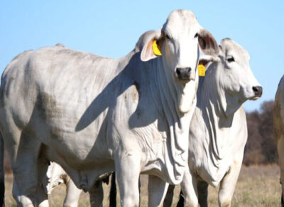 Strategic approach the best management of buffalo fly | Specialist Sales