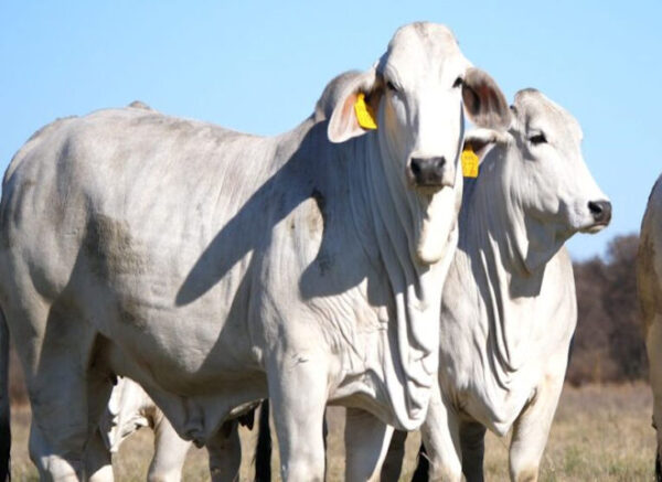 Strategic approach the best management of buffalo fly | Specialist Sales