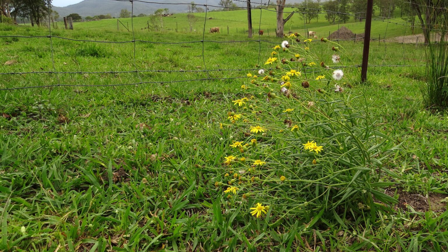 How to get rid of Fireweed? | Specialist Sales