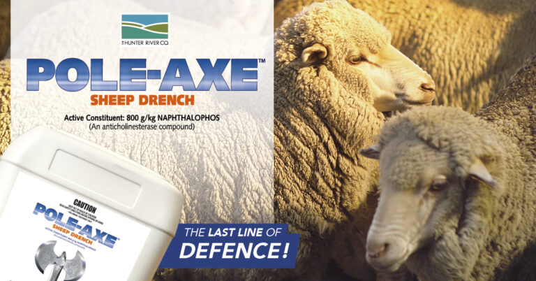 Pole-Axe Sheep Drench | Specialist Sales