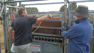 Why use ivermectin to manage parasites in cattle and sheep?