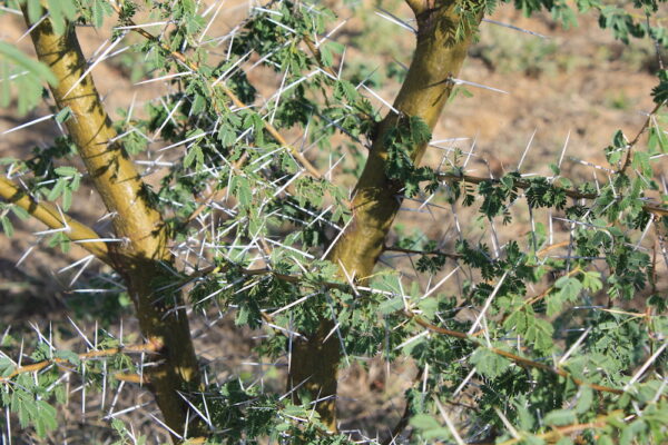 Tebuthiuron Granular Herbicide: Effective Woody Weed Control in Australia