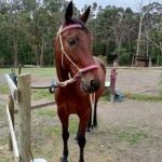 Kamba M Herbicide | Nufarm | Specialist Sales