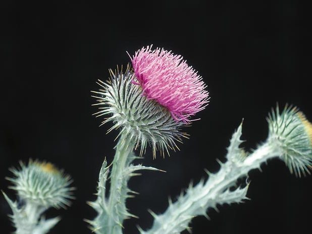 How to get rid of thistles | Specialist Sales