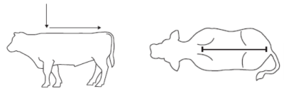 Exzolt Pour-on For Cattle | Coopers | Intervet | Specialist Sales