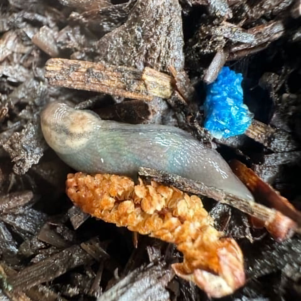 Methioshield Snail & Slug Bait | Sundew Solutions | Specialist Sales